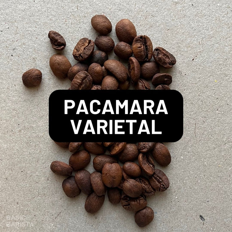 What is Pacamara Coffee Bean? - Coffee Varietals – Basic Barista